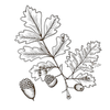 The Magic and Mythology of Oak Trees in British Folklore — SEEDLING SPELLS