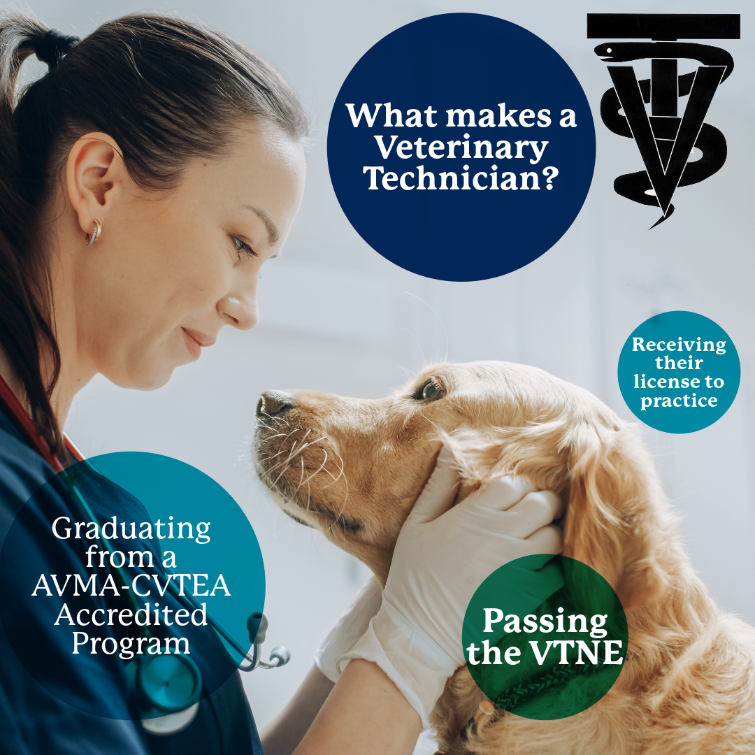 The W’s of Veterinary Technicians — GVTAA
