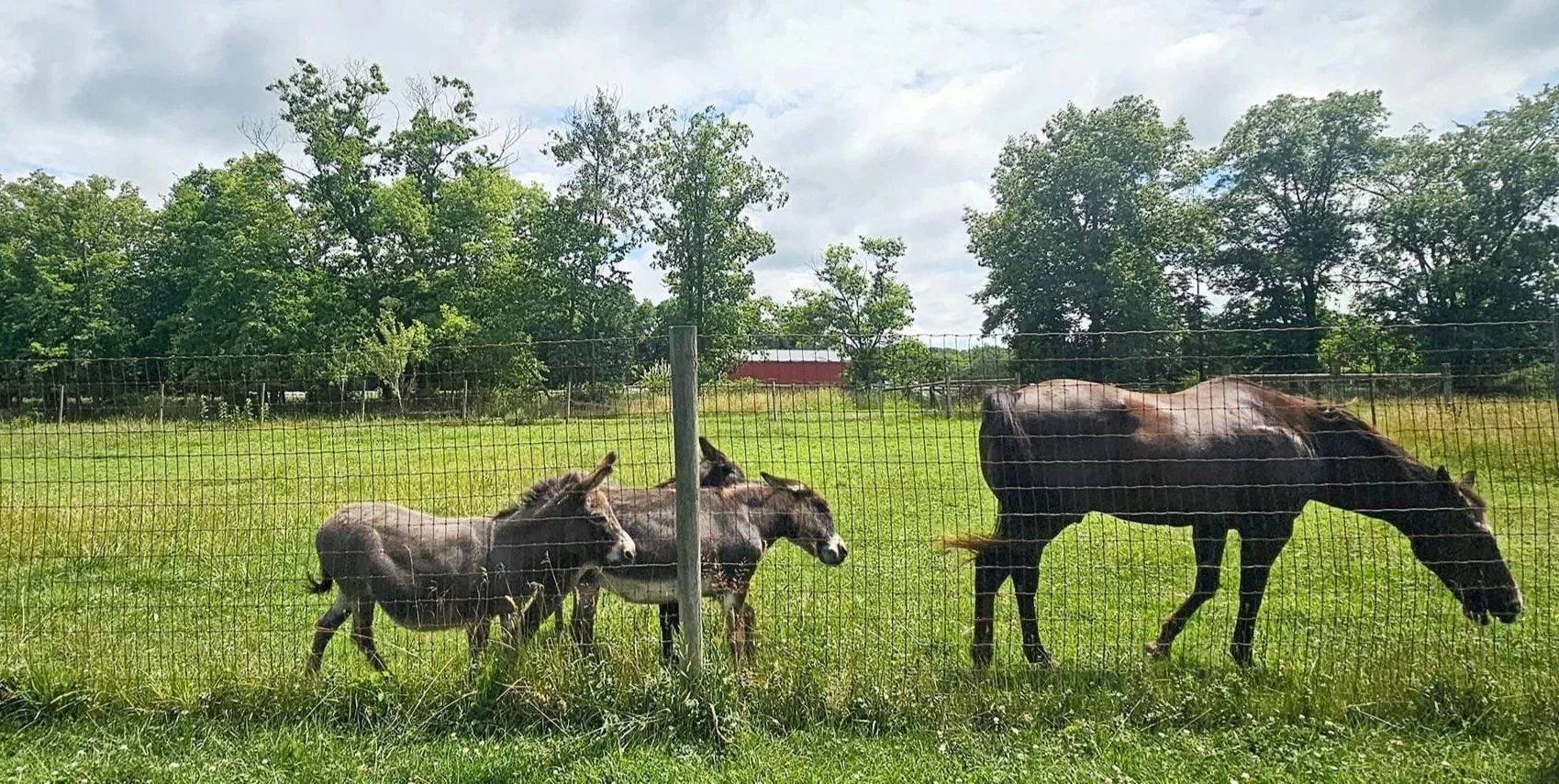 Our Animals | Explore Their Stories — Paws for Humanity