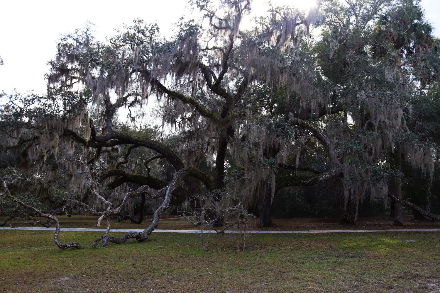 Salt Springs Campground + Recreation Area — Naventure