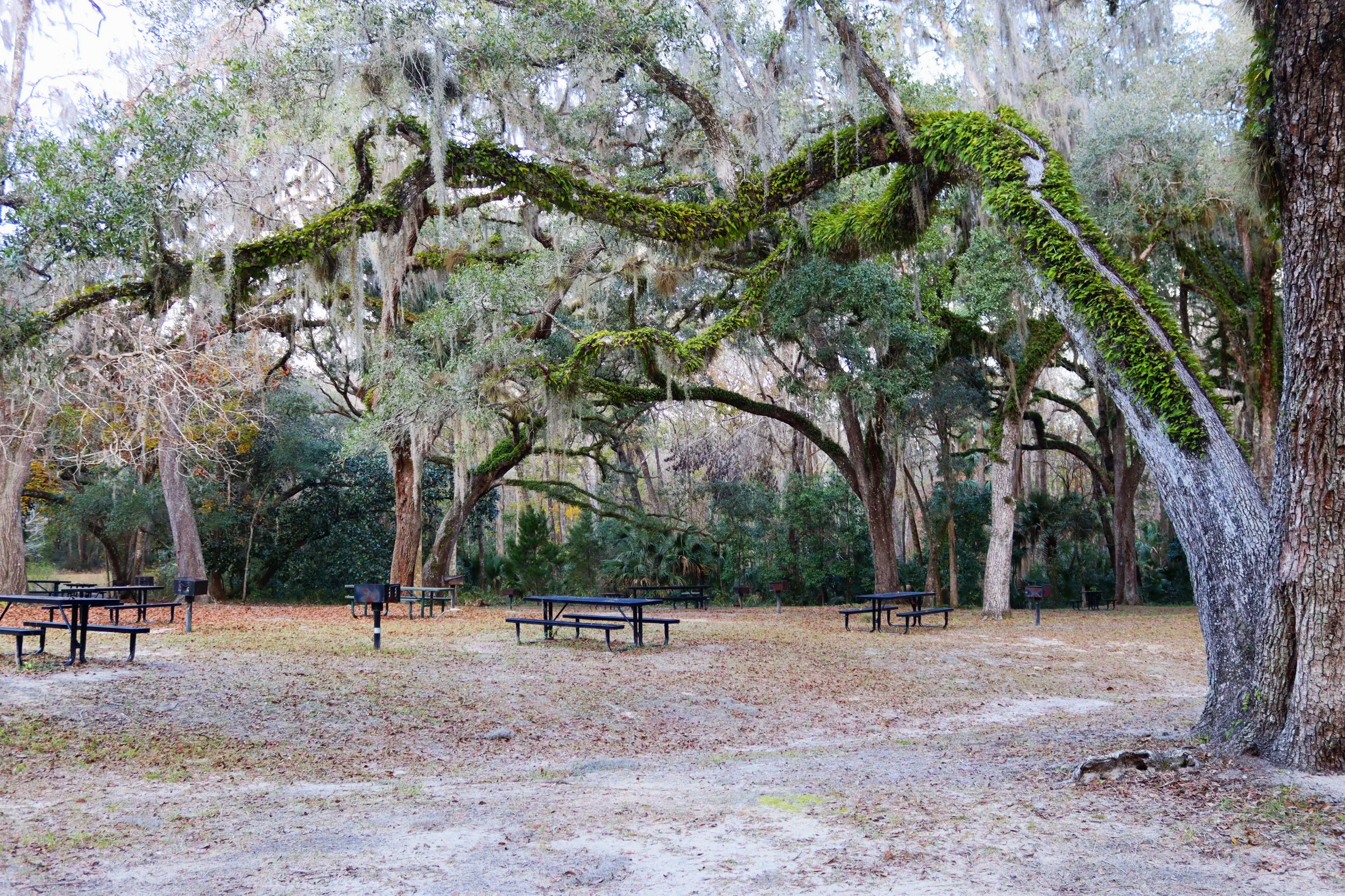 Salt Springs Campground + Recreation Area — Naventure