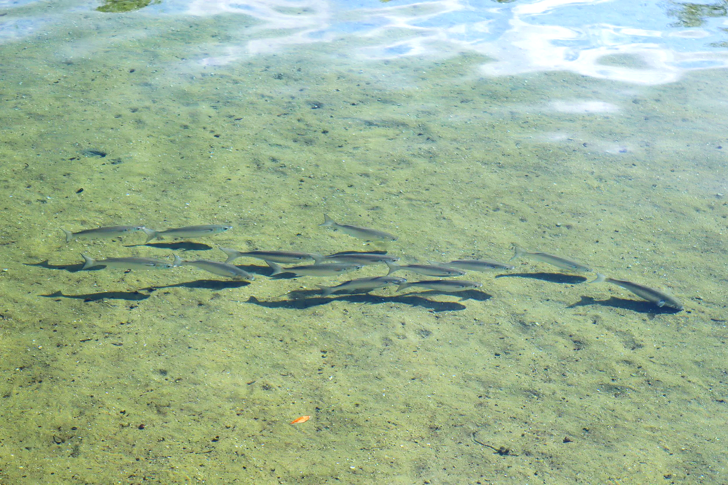 Salt Springs Campground + Recreation Area — Naventure
