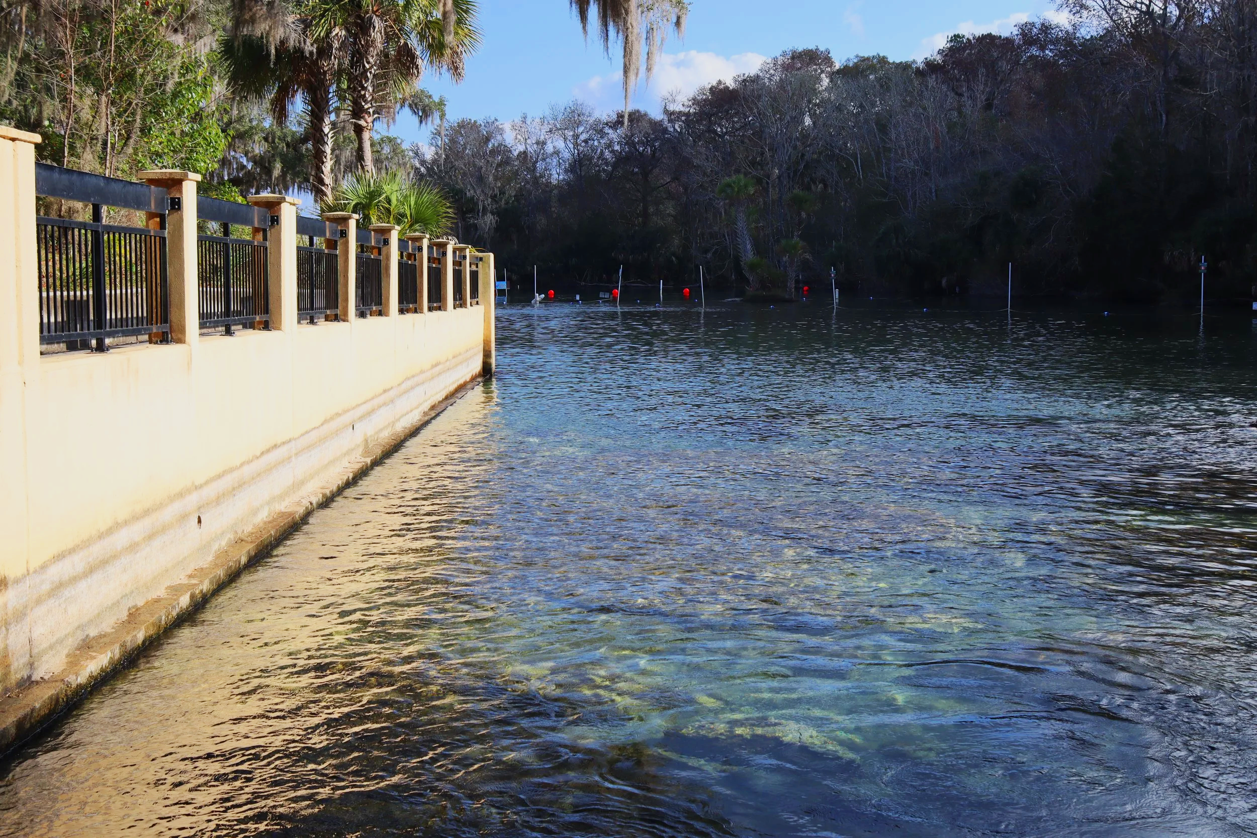 Salt Springs Campground + Recreation Area — Naventure