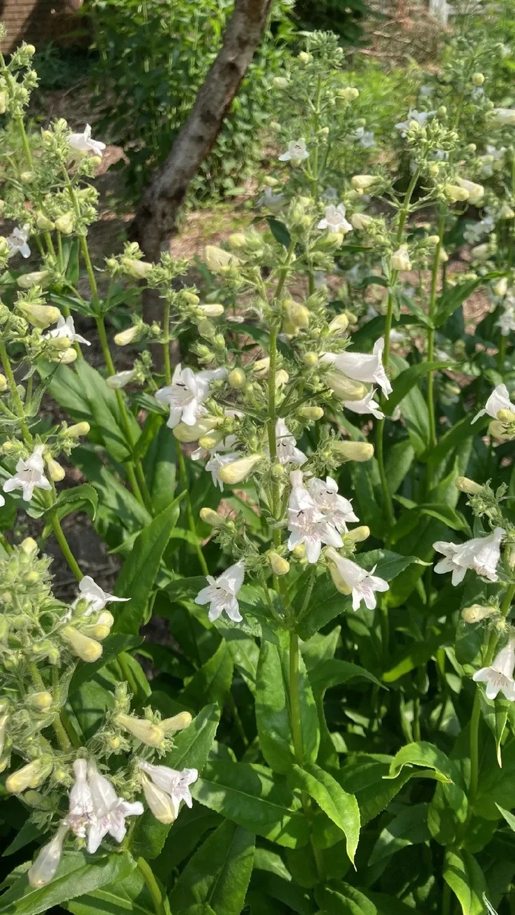 Tried and Tested Deer-Resistant Plants (Part 2) — Blooming 'burbs