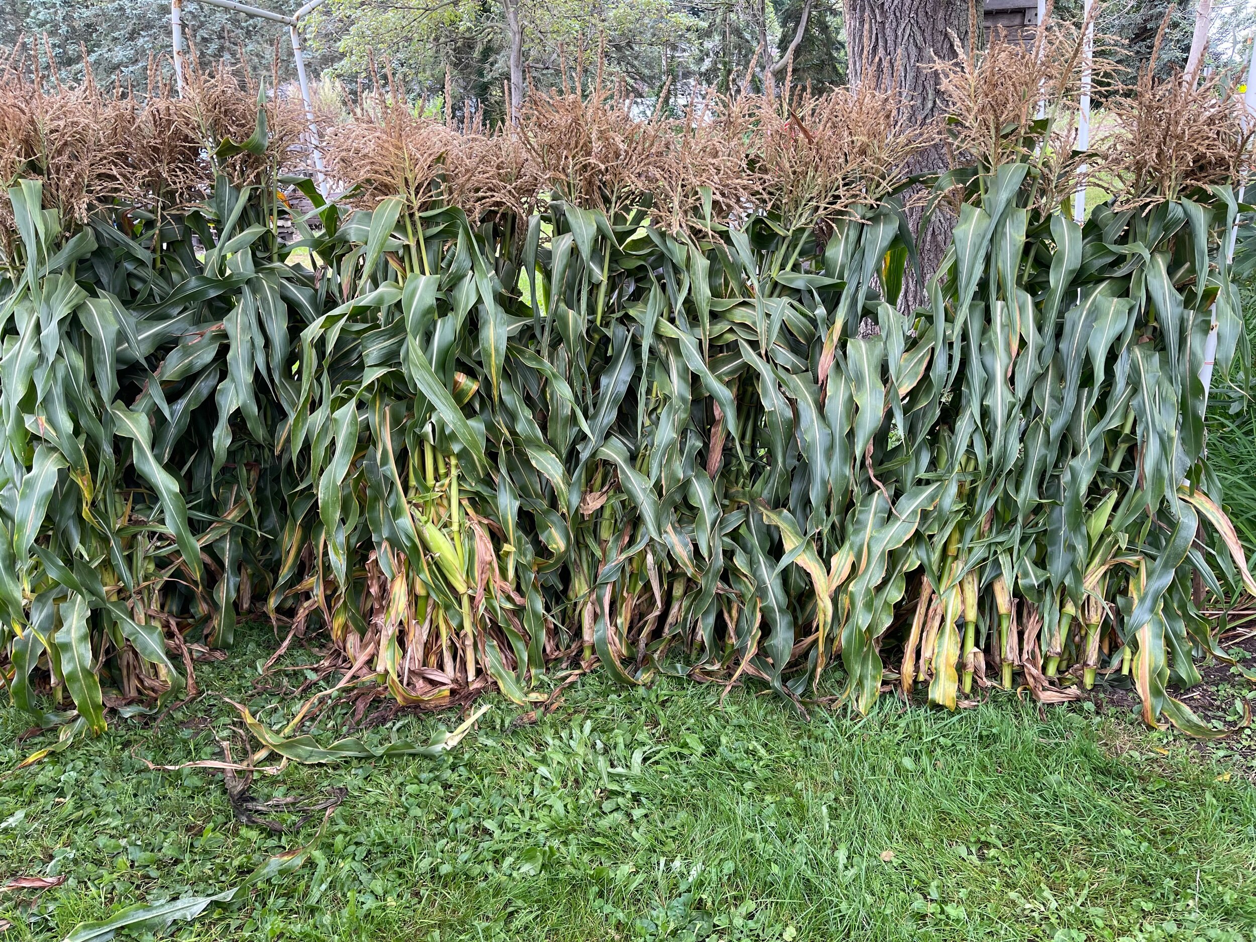 Shop — Ryan Farms Marion, NY