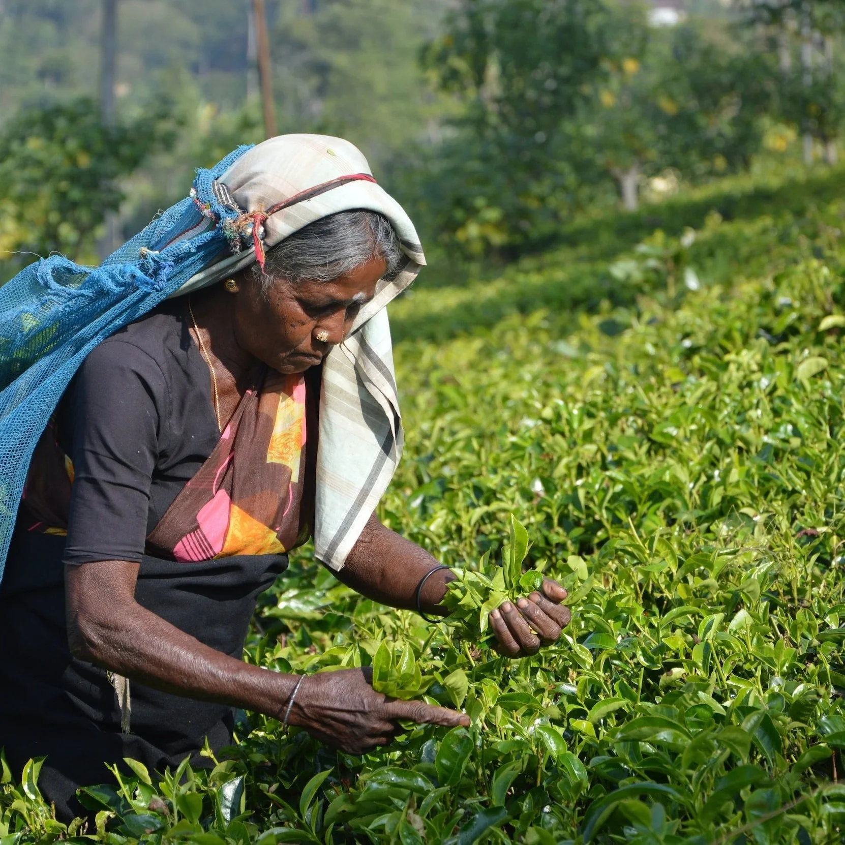 Guide to Ceylon Tea: History, Varieties, and Benefits — Rosie Loves Tea