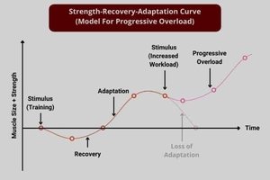 Understanding Spine Loads During Exercise: How to Train Smarter, Stay ...