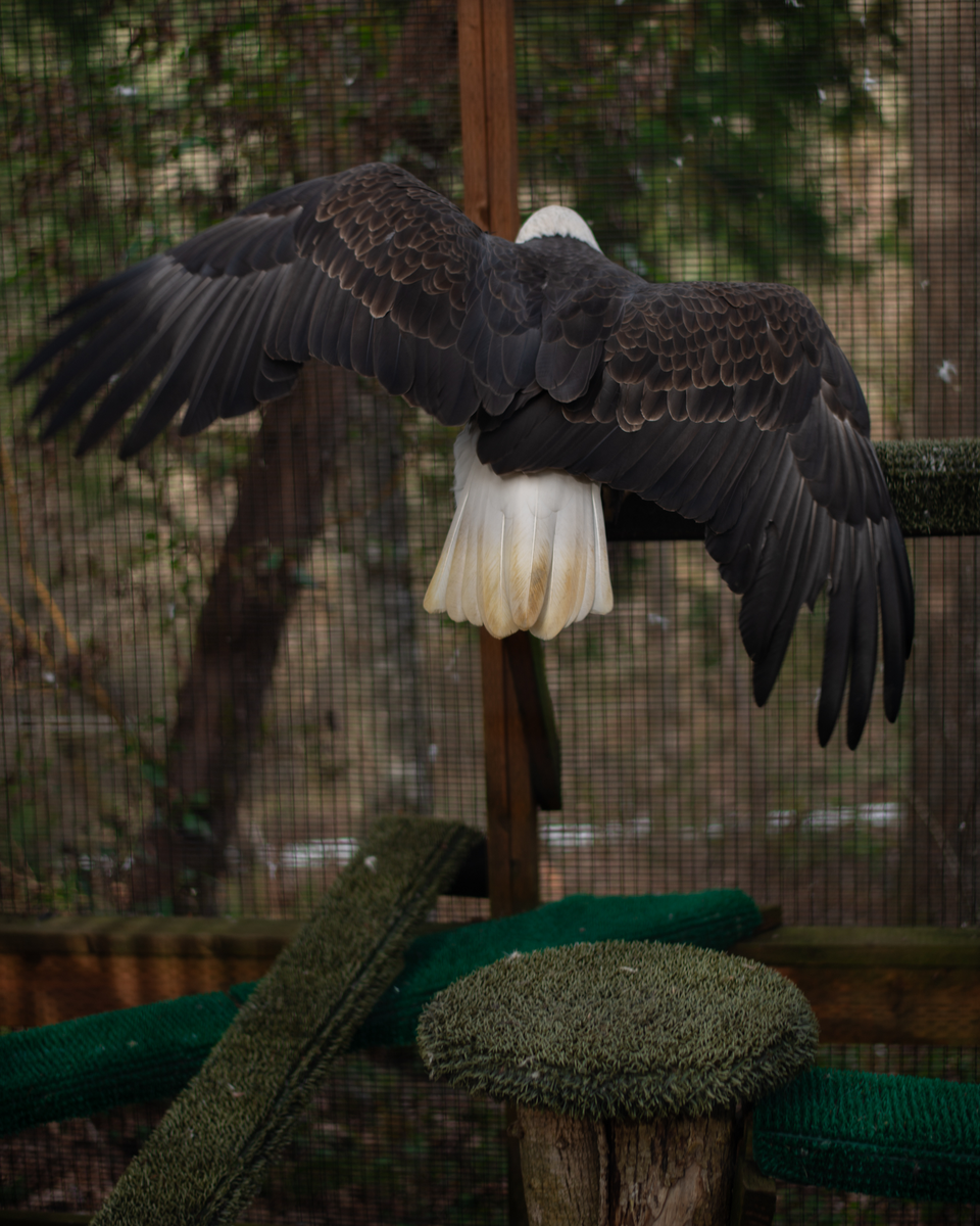 Conner Gordon, After Cassandra — Solas