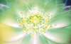 A Genuine Heart — Pure Land Buddhism