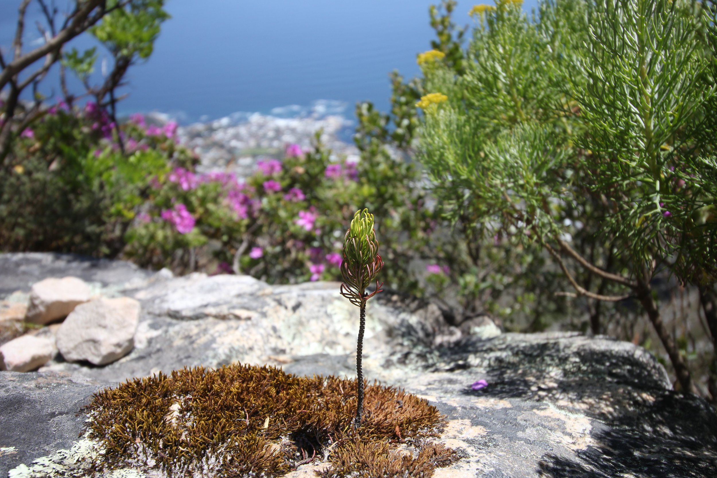 Ecology and Complexity