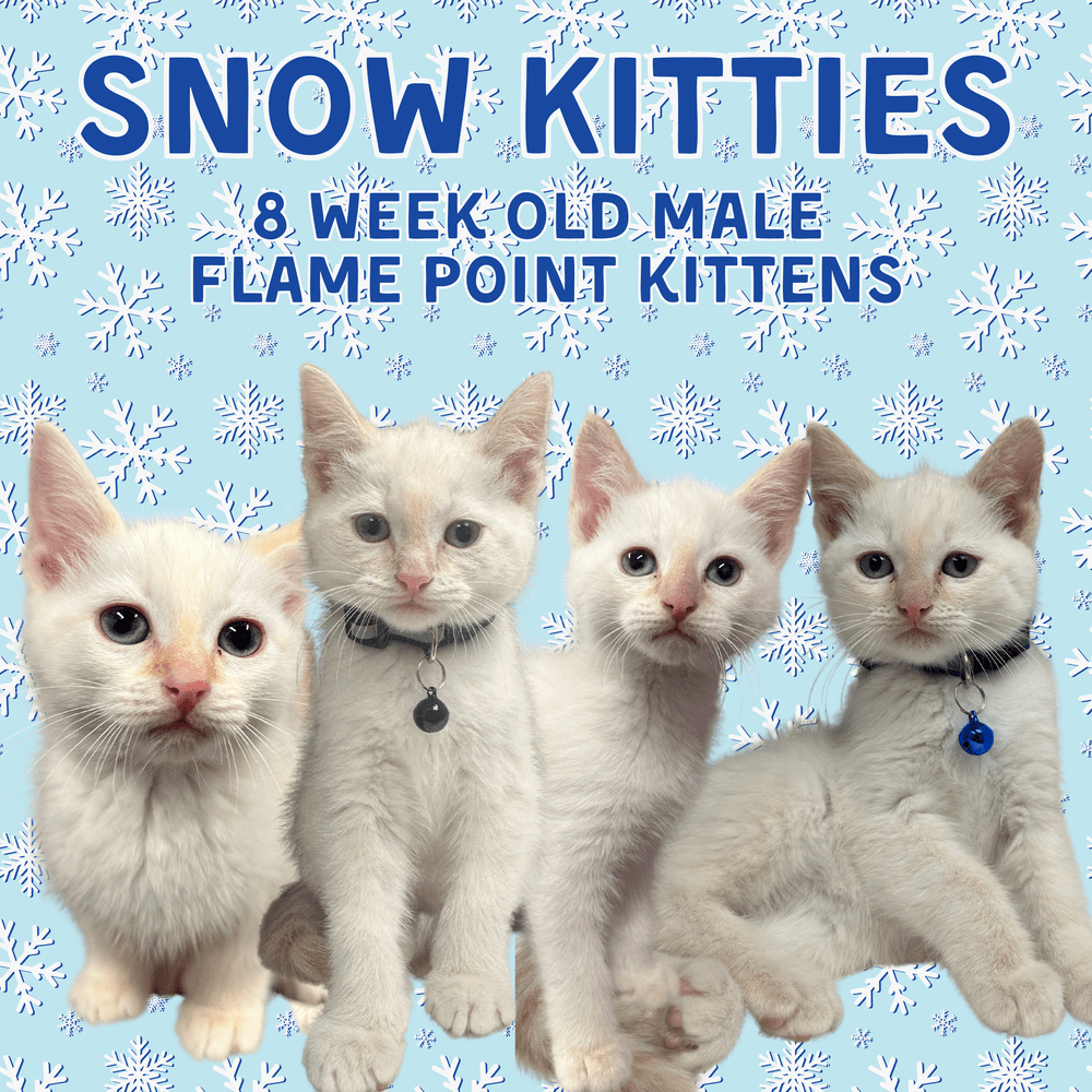 Available Pets — Forget-Me-Not Animal Rescue