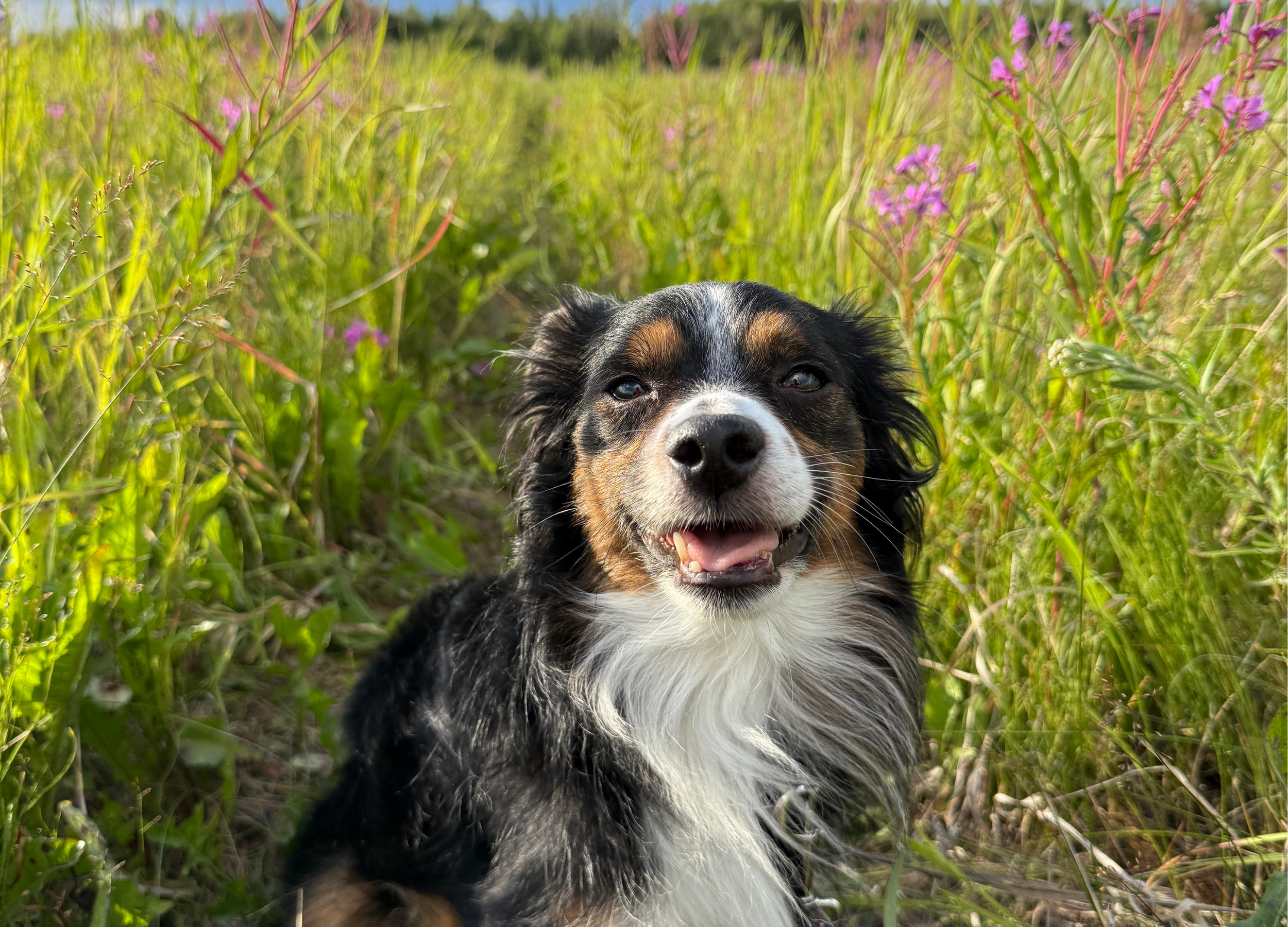 Forget-Me-Not Animal Rescue