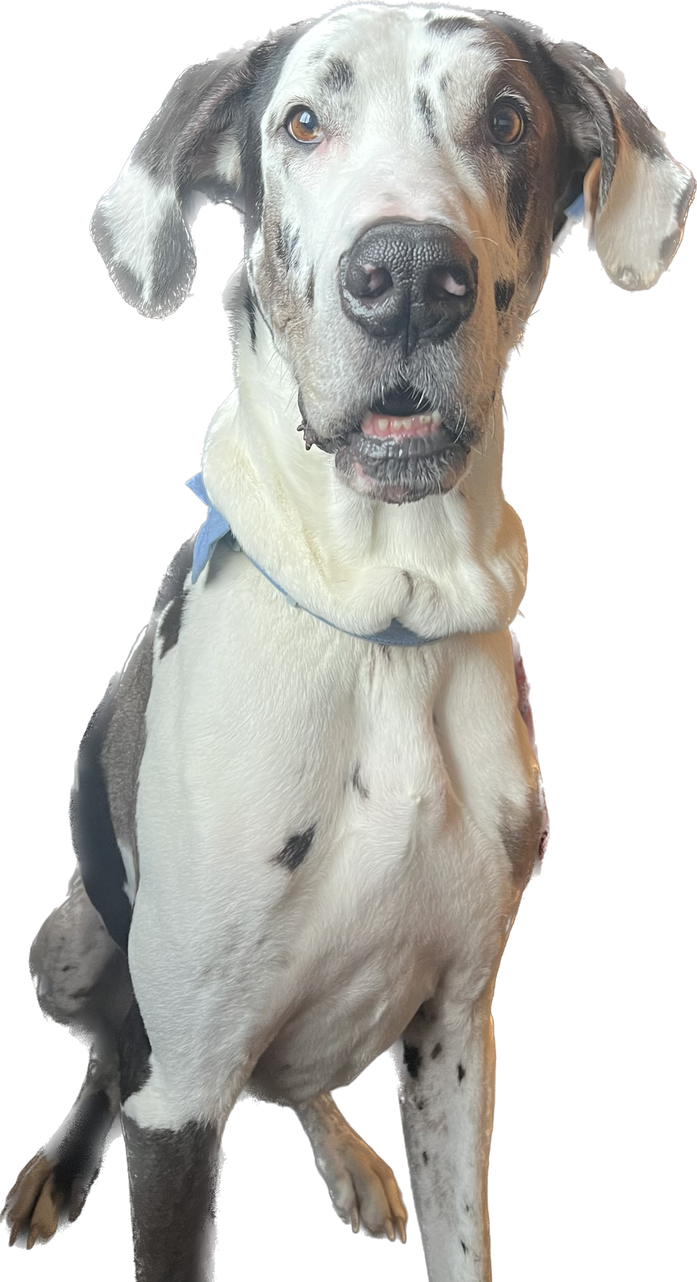 Forget-Me-Not Animal Rescue