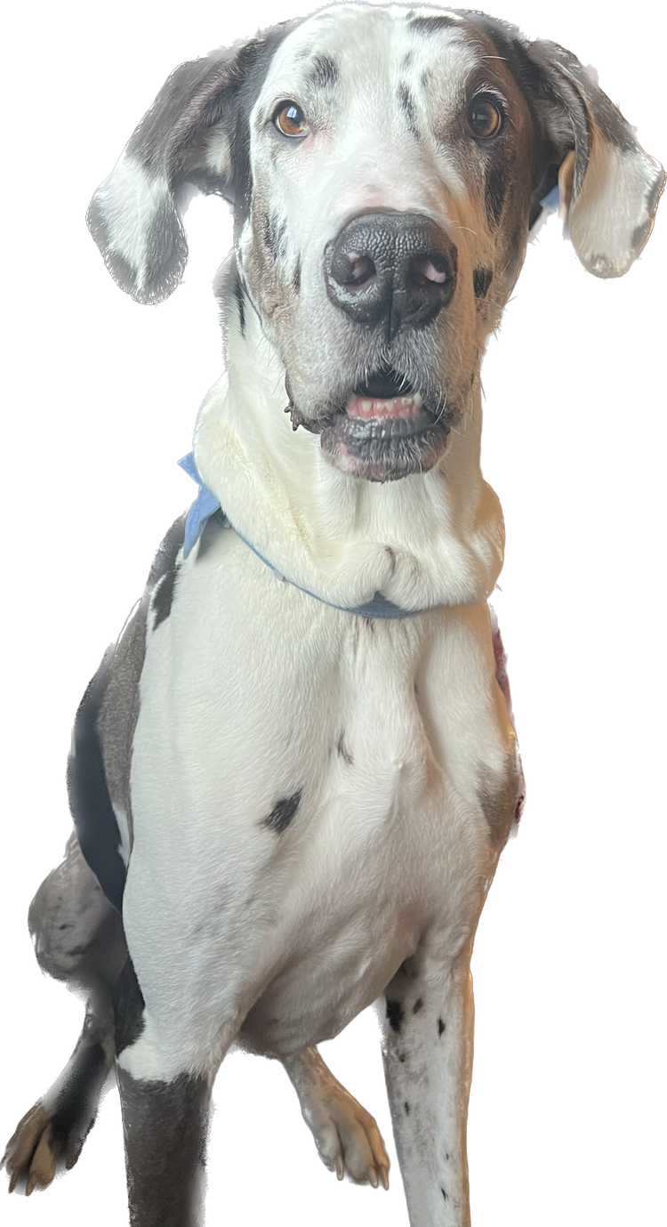 Forget-Me-Not Animal Rescue