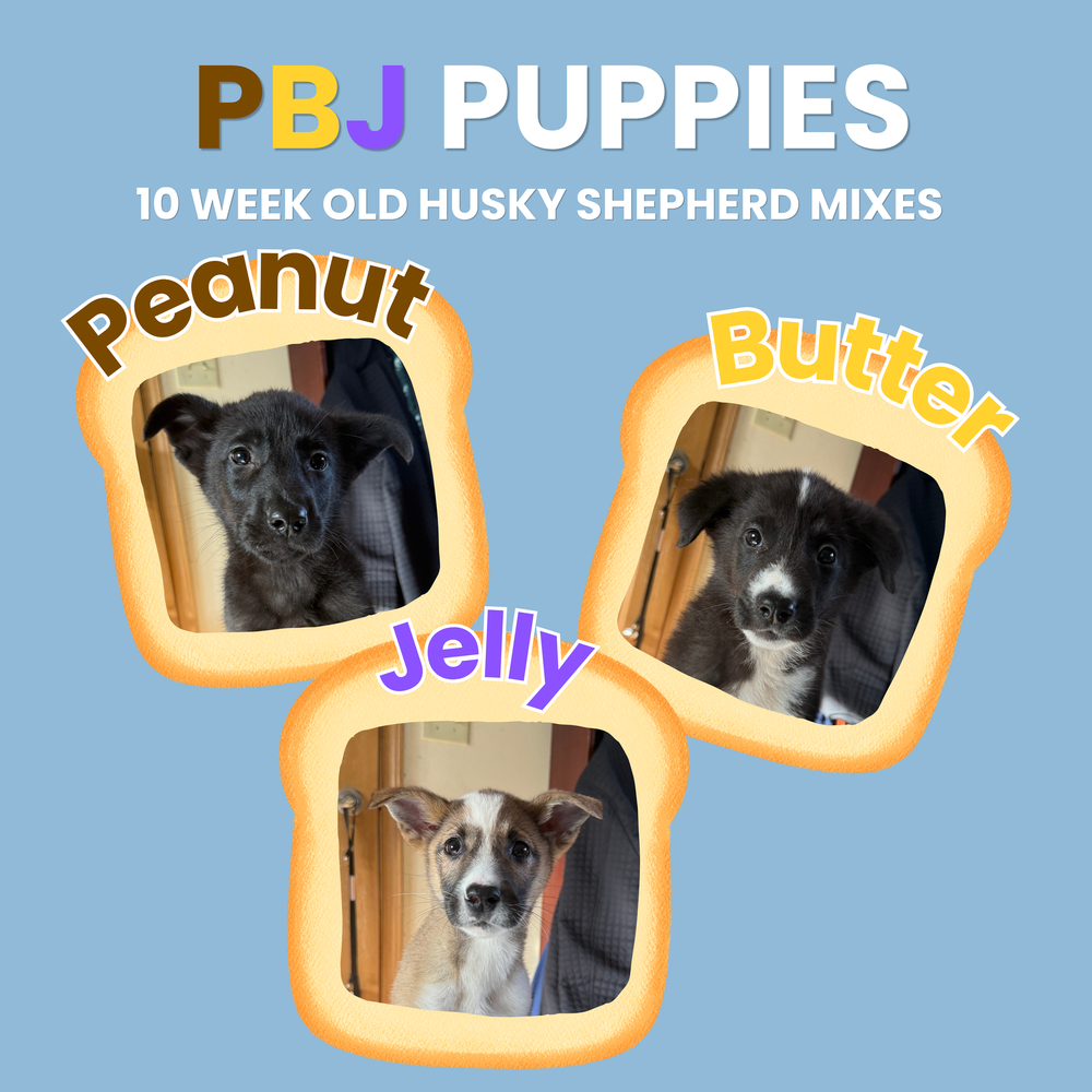 Available Pets — Forget-Me-Not Animal Rescue