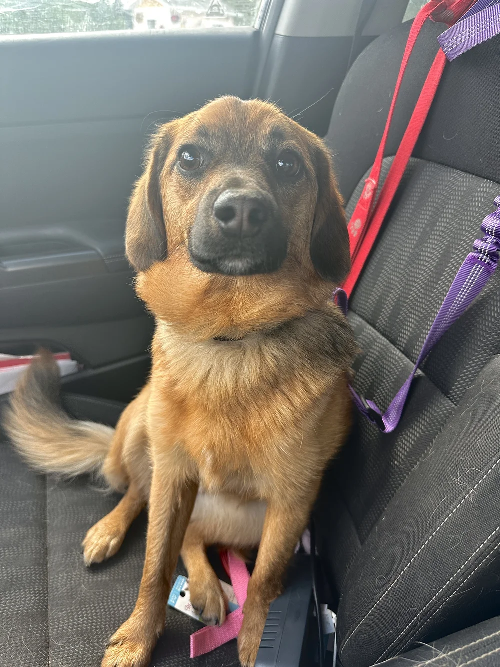 Available Pets — Forget-Me-Not Animal Rescue