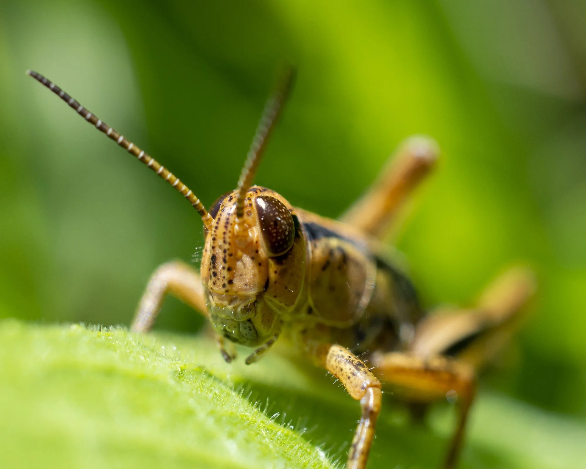 Grasshopper Collection — Barbi Hofer Photography