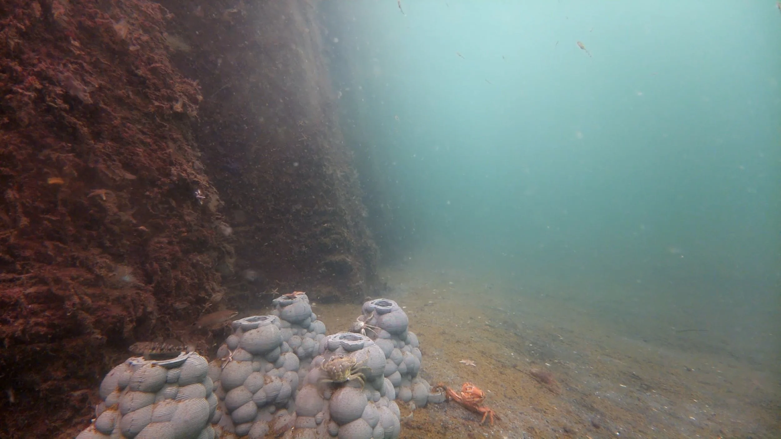 Projects — ReefCircular