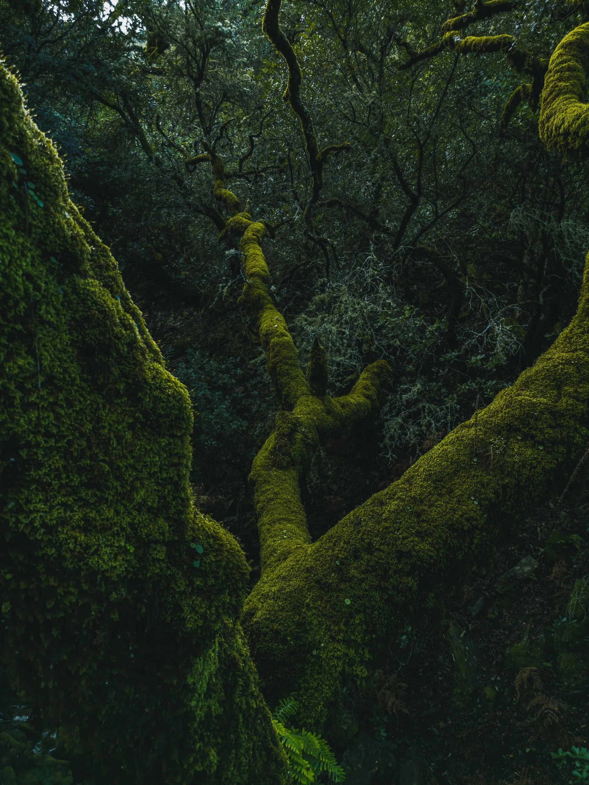 Moss Template | Birth Photographer Website Squarespace Design — Hanna ...