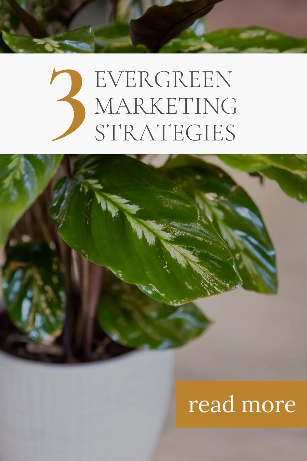 What is Evergreen Marketing and How will it help your small Business ...