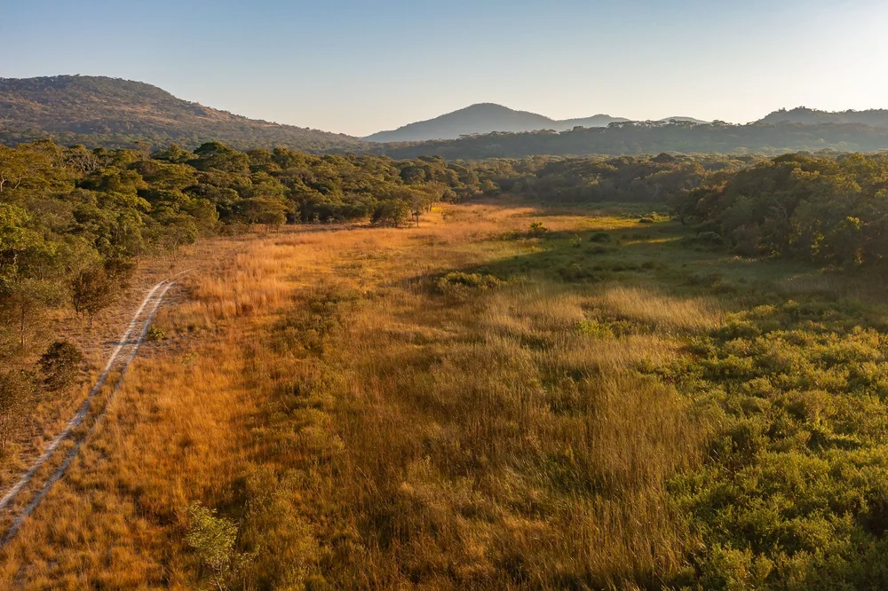 Forest Protection — North Swaka Trust