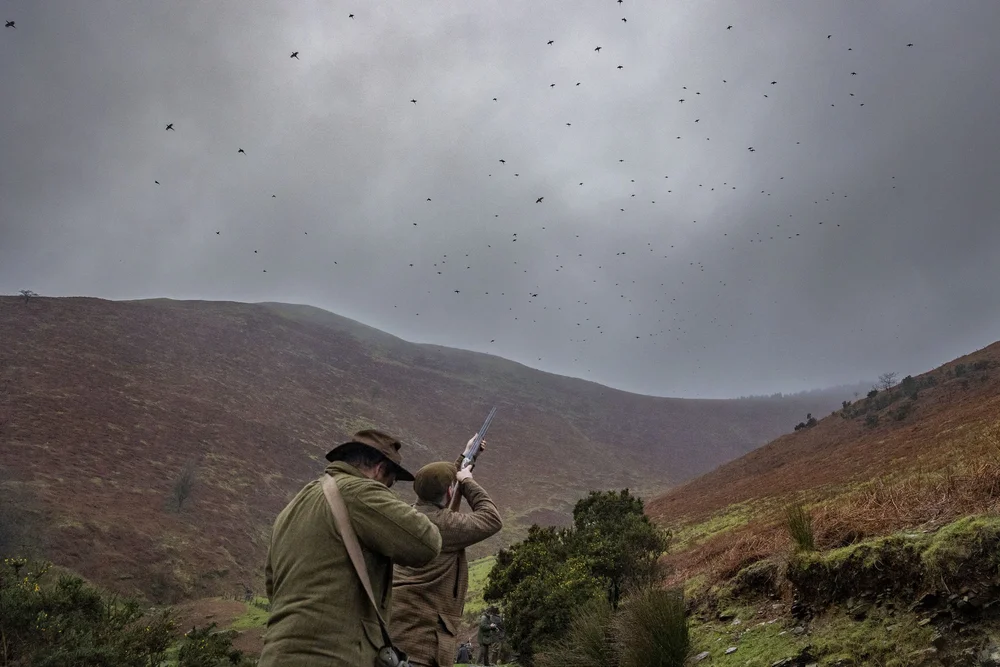 Driven pheasant shooting is a celebrated rural sport in the UK, steeped ...