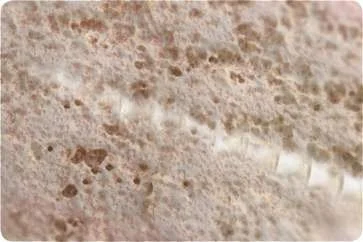 OSSIOfiber - Naturally Transformative Bone Healing — Premier Bone ...