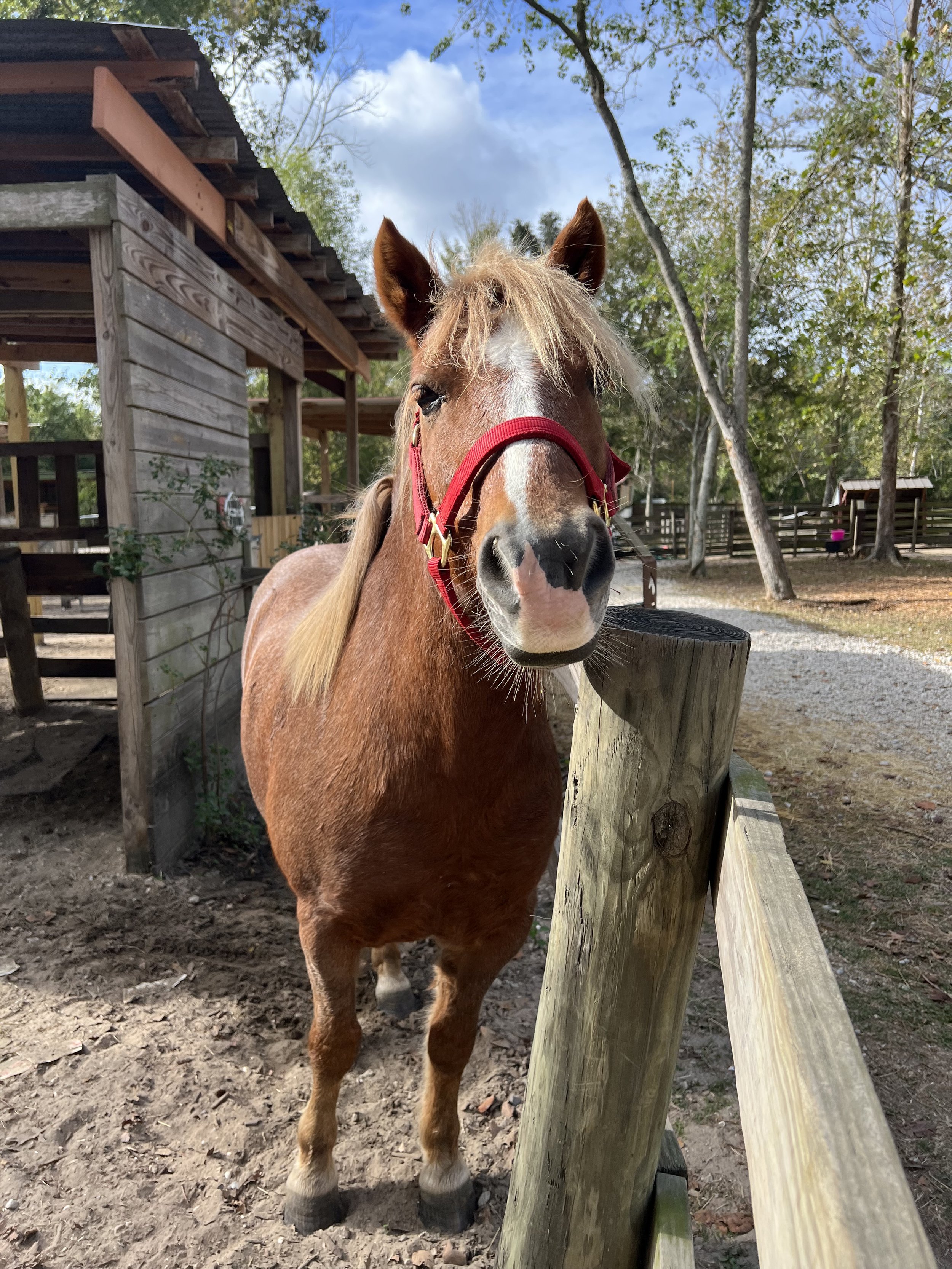 Horse Riding — Sugar Roots Farm