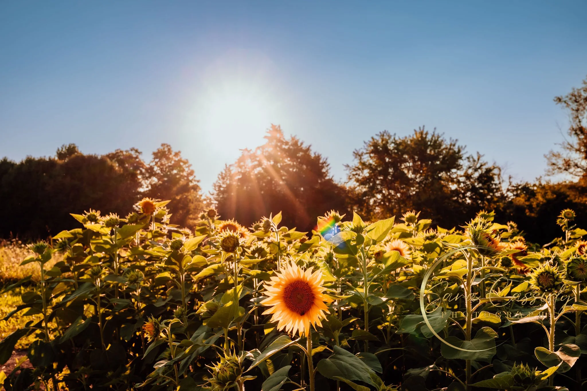 Strawberry Moon Blooms