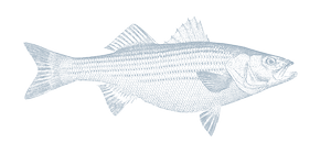 Ocean Point Kitchen | Discover Maine Coastal Cuisine