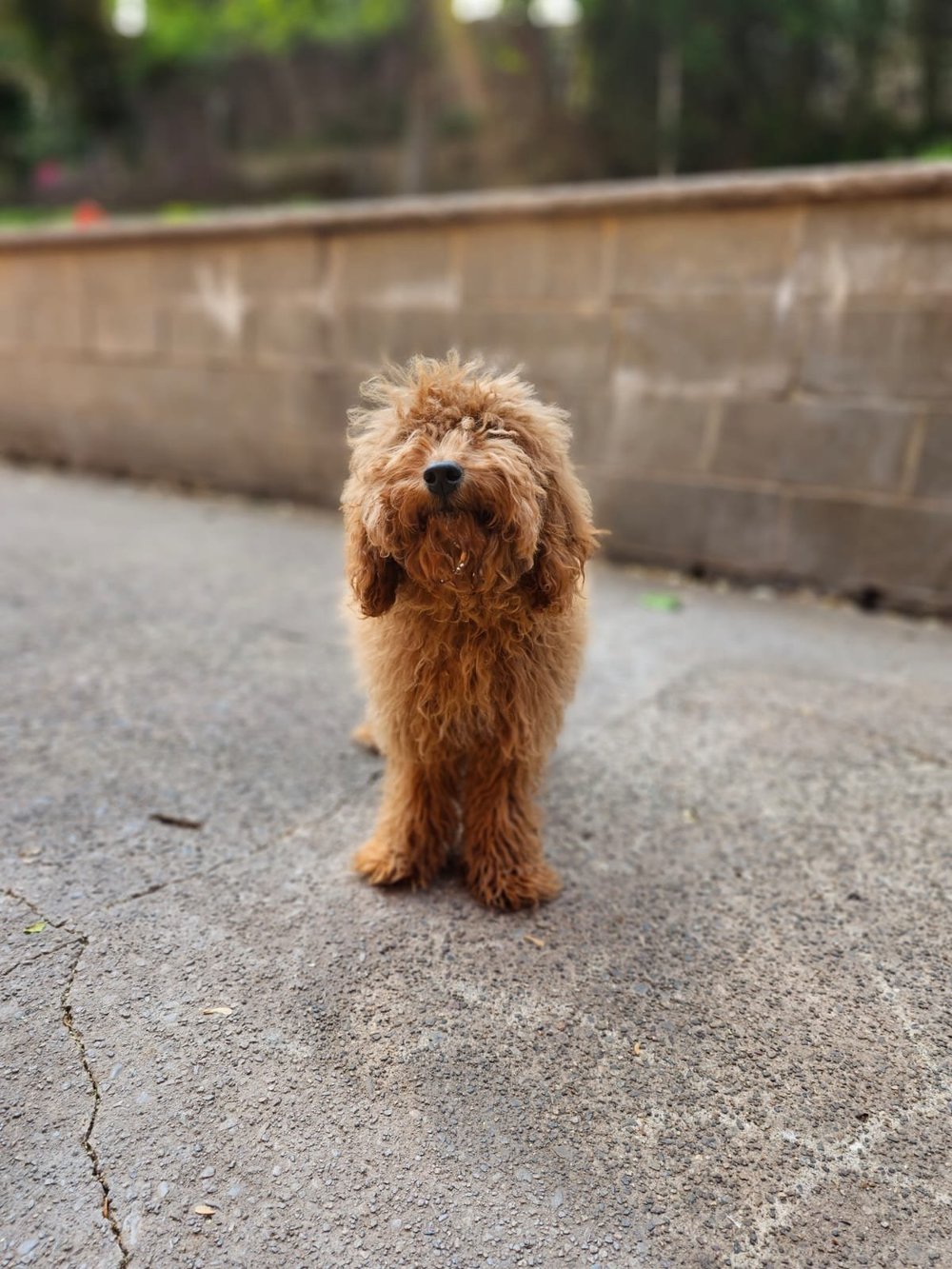 About — Wag Mates Academy