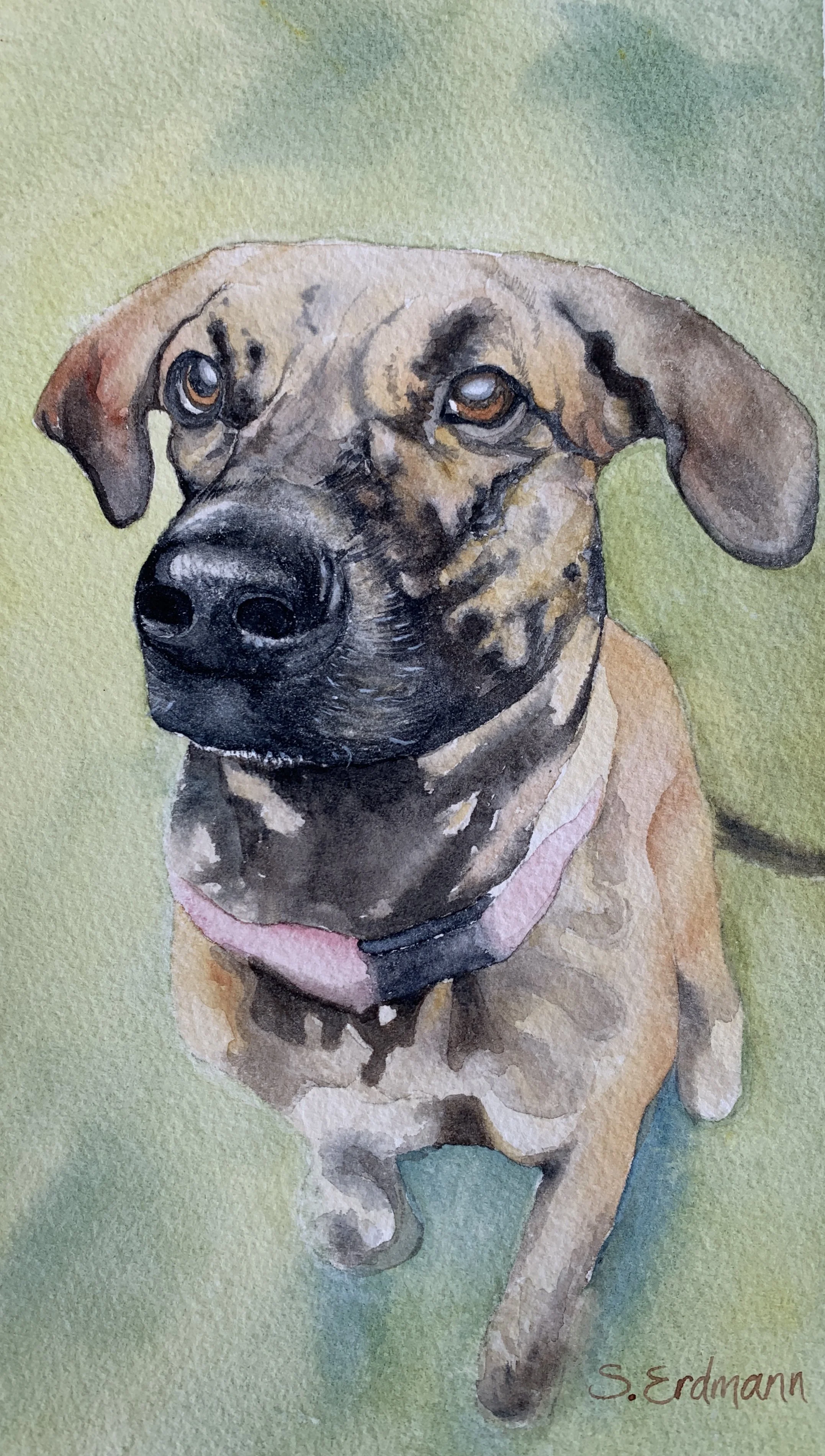 Stephanie Erdmann Art | Watercolor Wildlife & Custom Pet Portraits