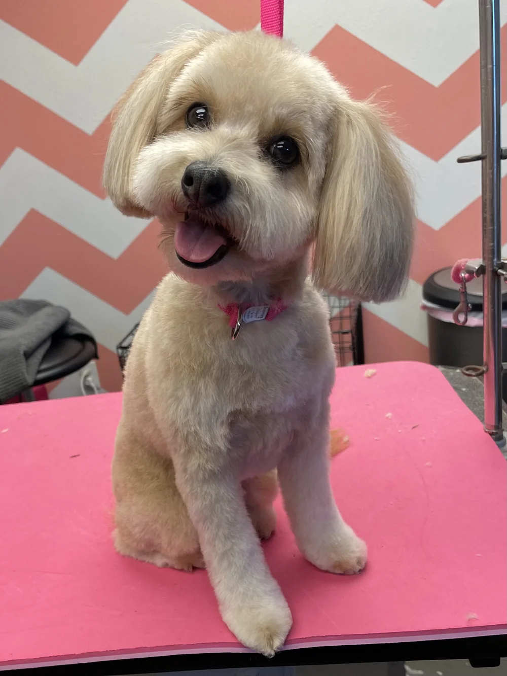 Services 4 — Salty Dog Boutique & Groomery