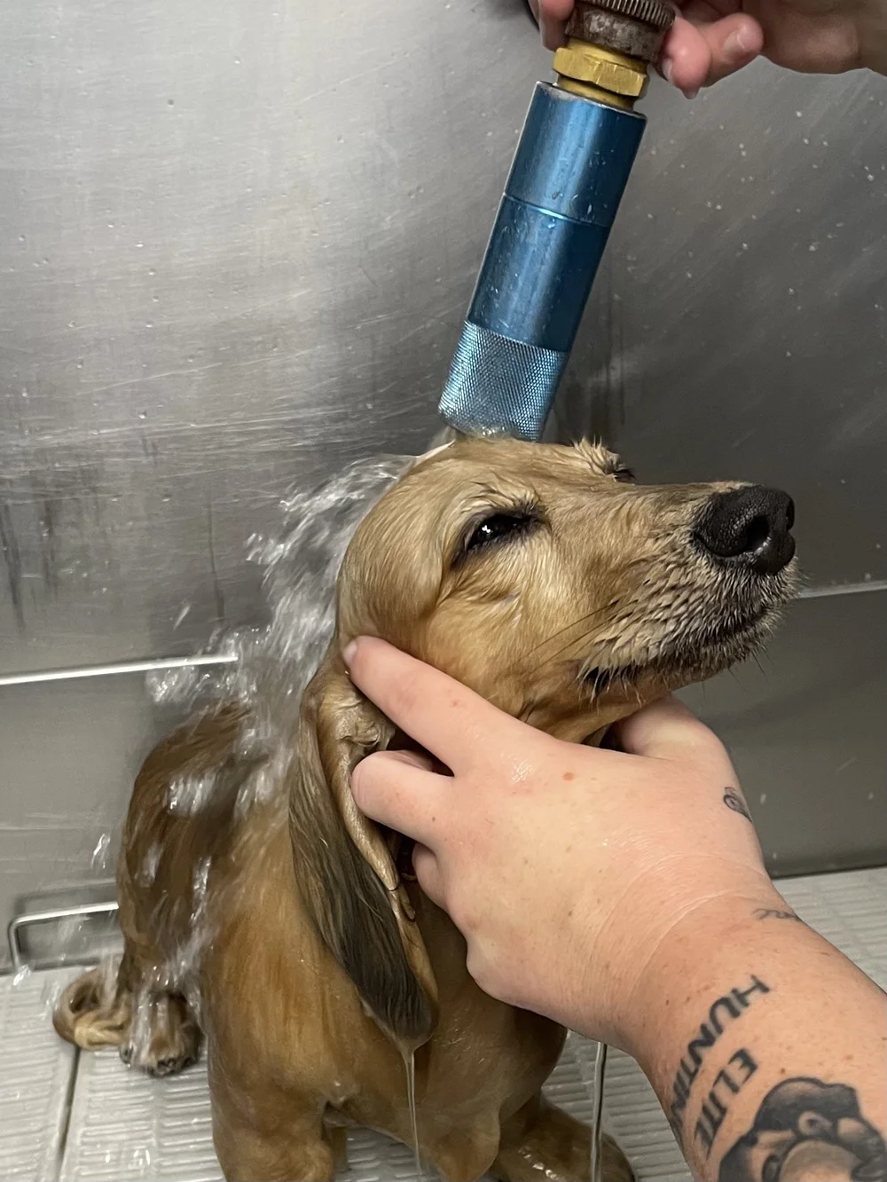Services — Salty Dog Boutique & Groomery