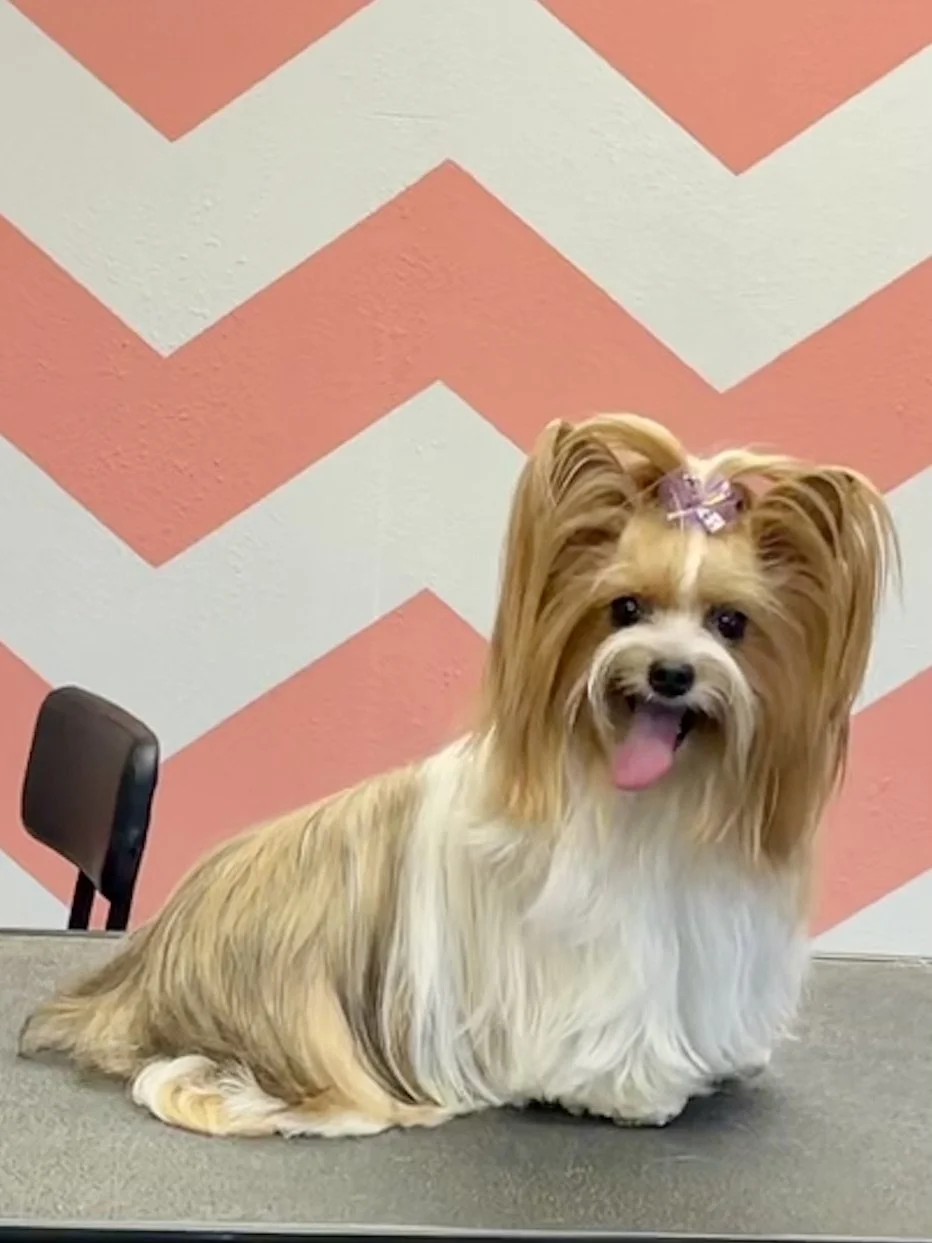 Services 4 — Salty Dog Boutique & Groomery
