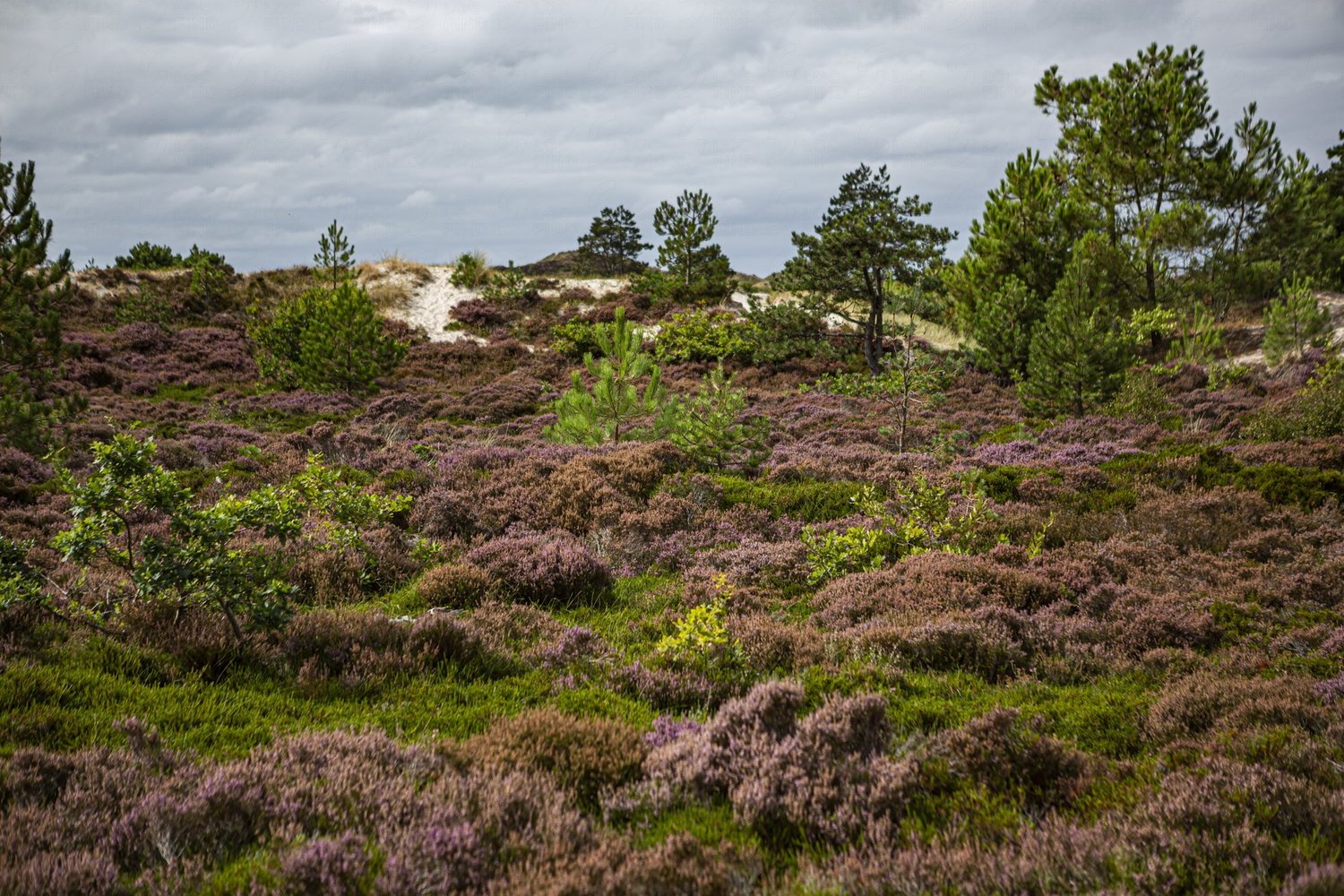 Bekijk foto's ons hotel — Strandhotel Camperduin