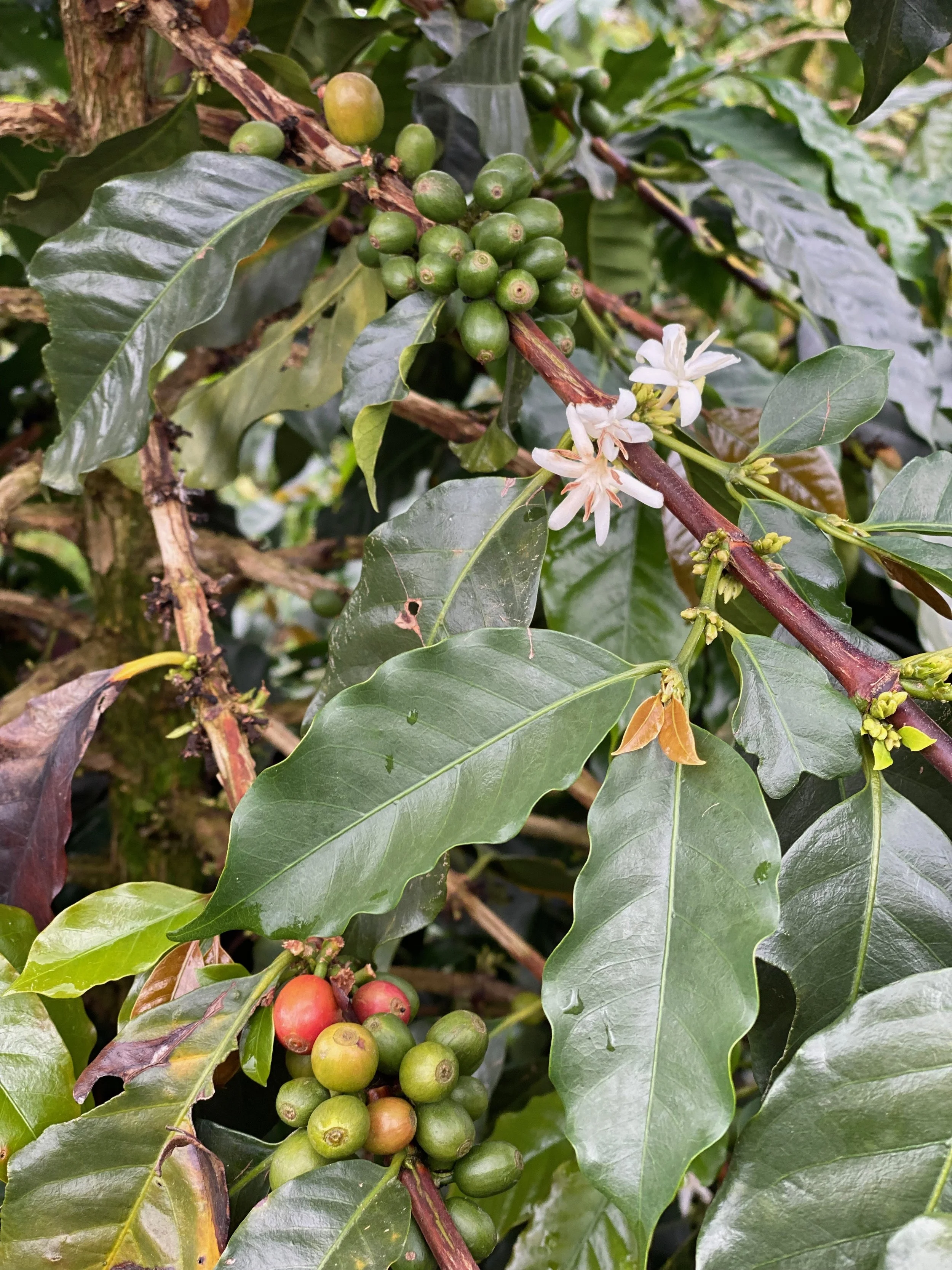 CAFE UBA — CoTrade Coffee