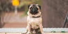 Small Service Dogs: Benefits and 6 Best Breeds