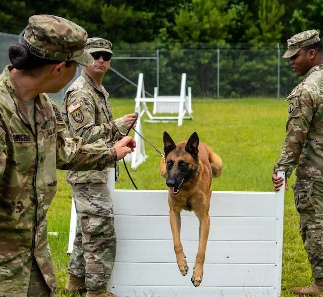 Four-Legged Fighters: Honoring Military Dogs on Veterans Day