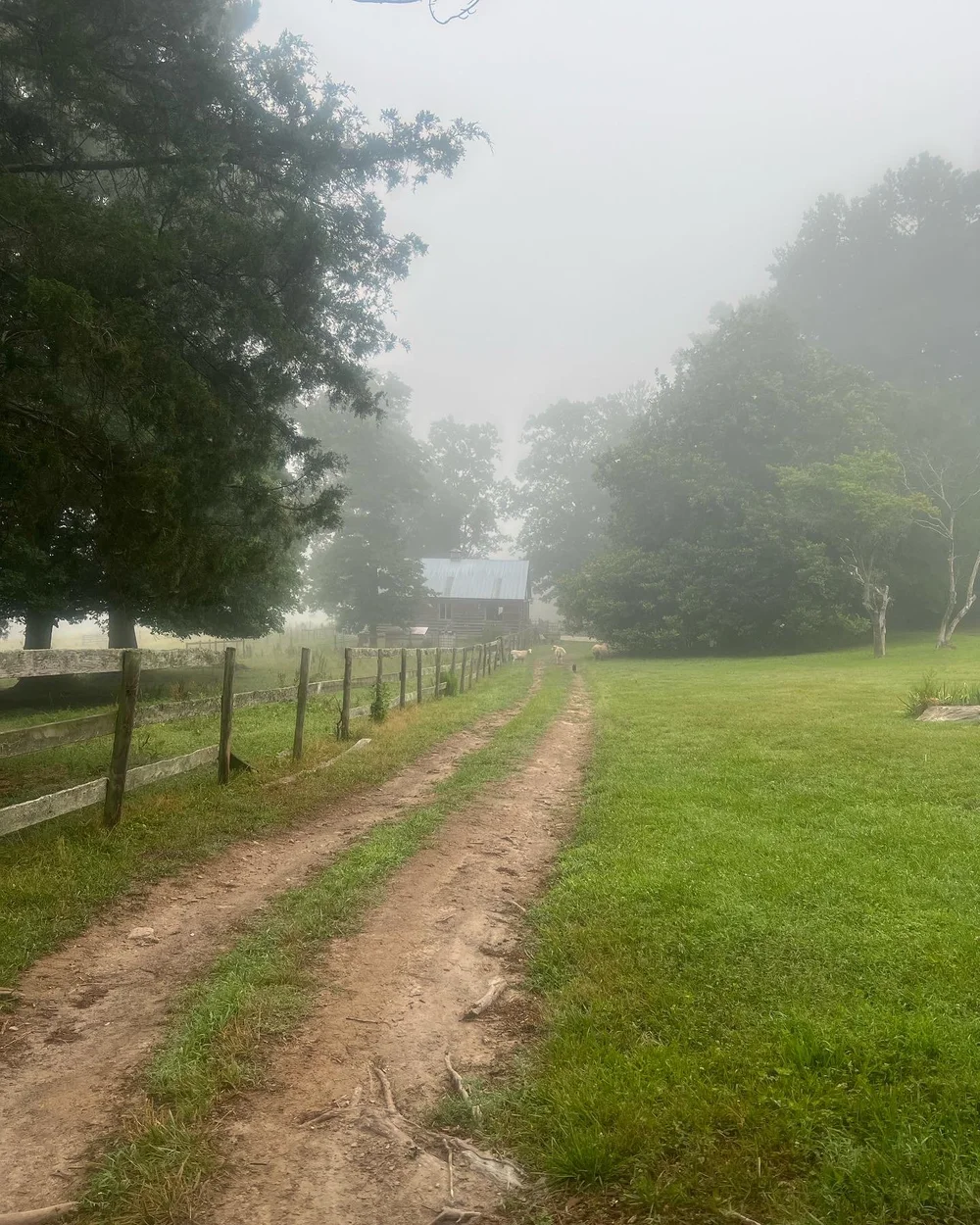 Woodland Farm | Pasture Raised Beef, Pork, and Lamb | Pittsboro, NC