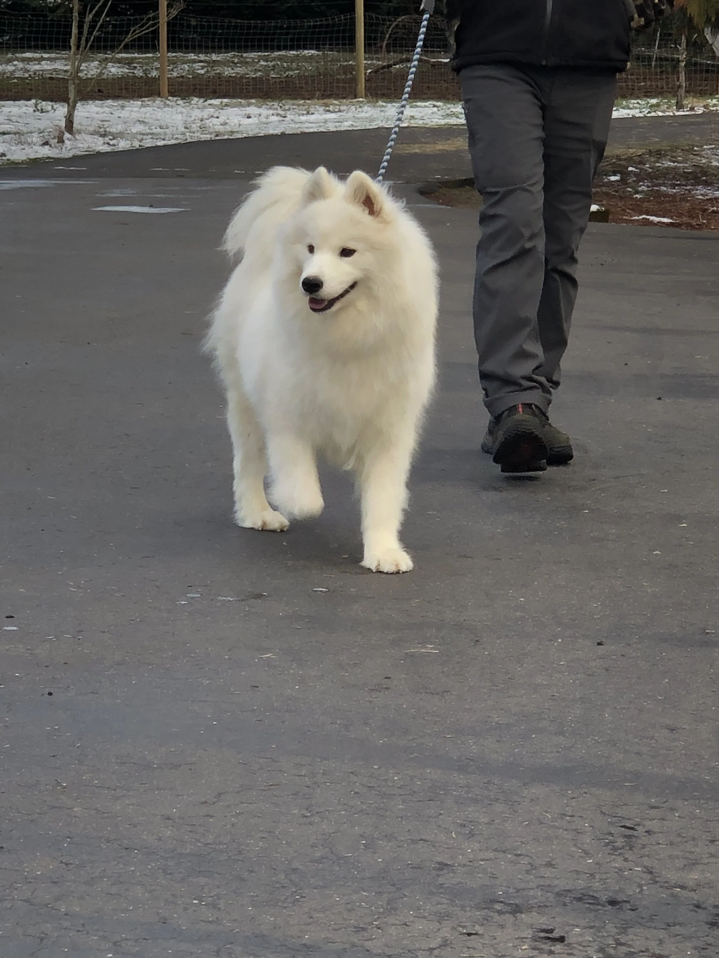 Our females — White Cloud Samoyeds