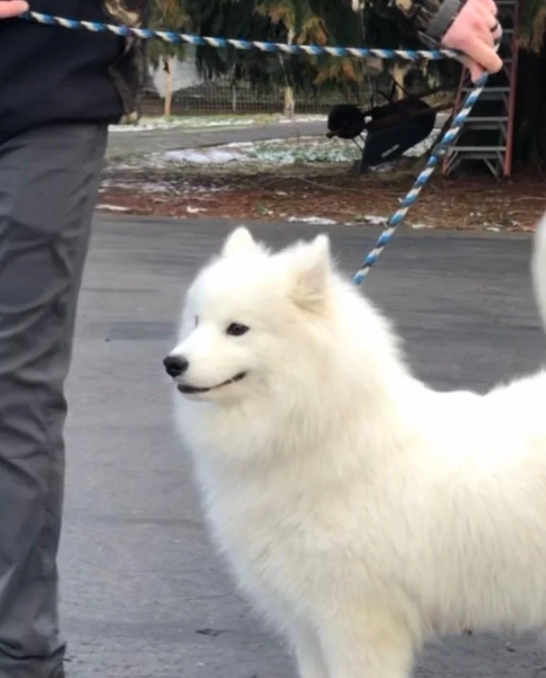 Our females — White Cloud Samoyeds