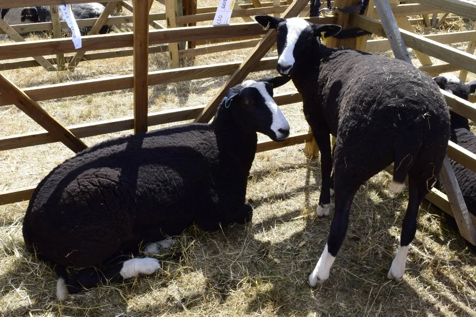 Gallery — Blakesley Show