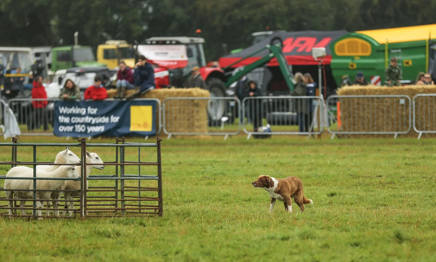 Gallery — Blakesley Show