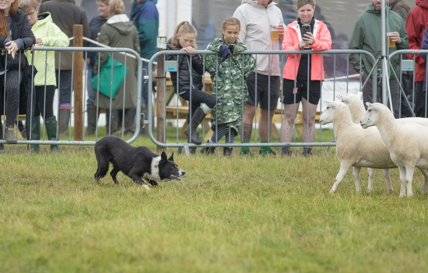 Gallery — Blakesley Show