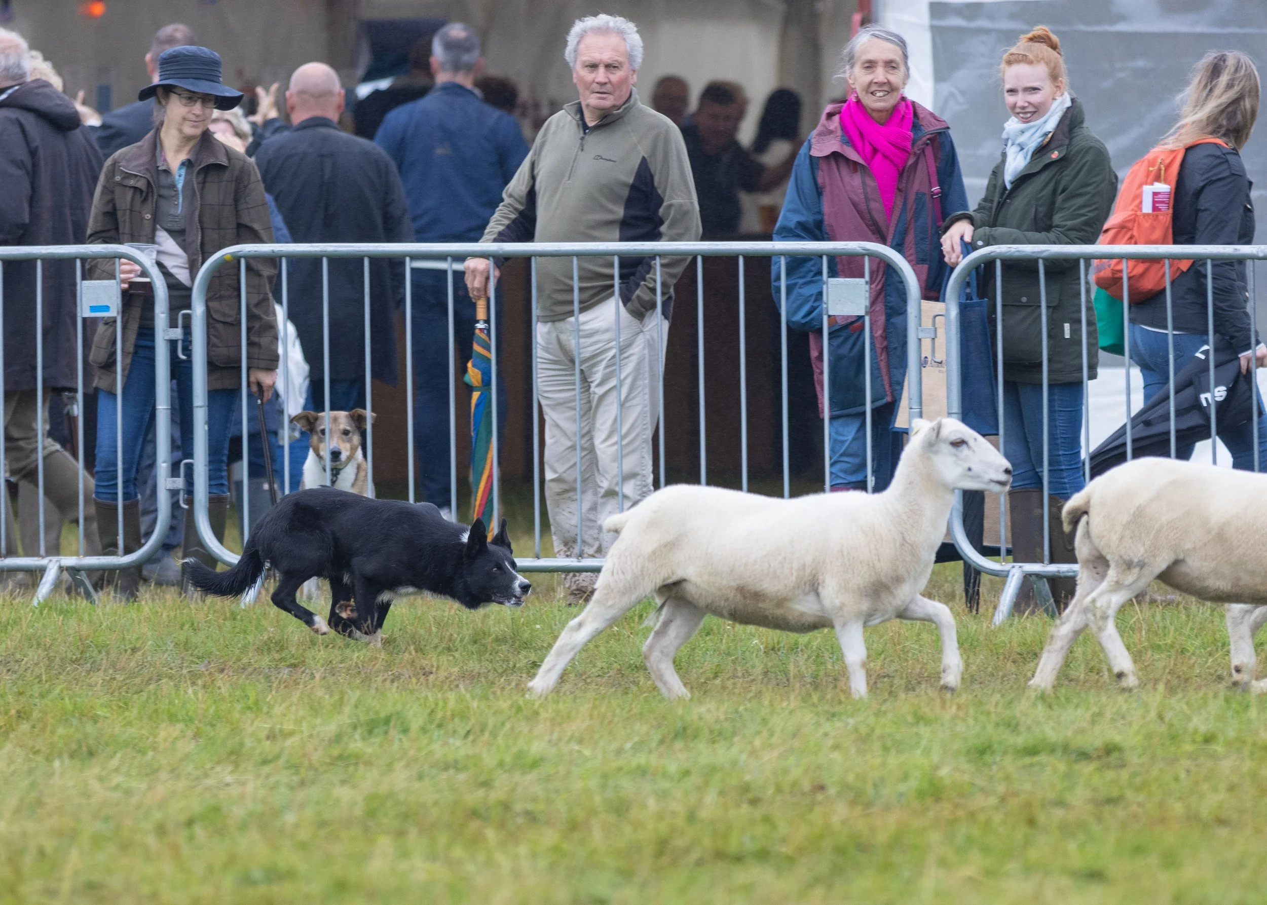 Gallery — Blakesley Show
