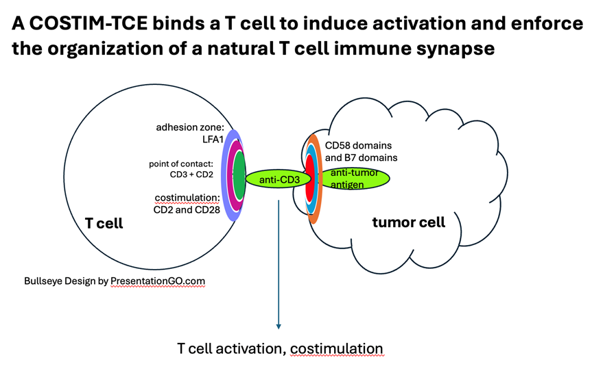 Aleta’s Novel T Cell Engagers — Aleta Biotherapeutics