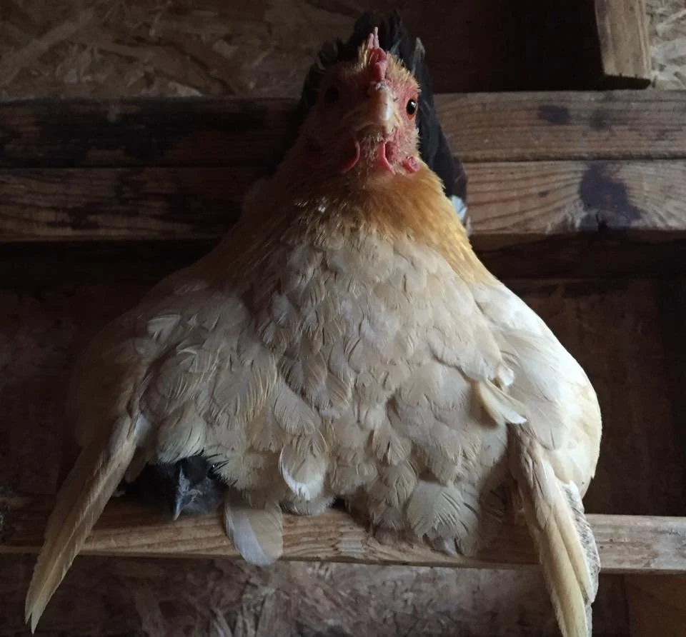 Get the Best Hatching Eggs in California | The Broody Hen