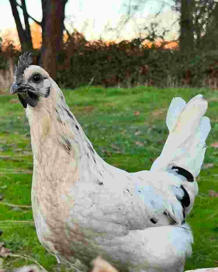 Six Zombie Chicken Eggs — The Broody Hen-