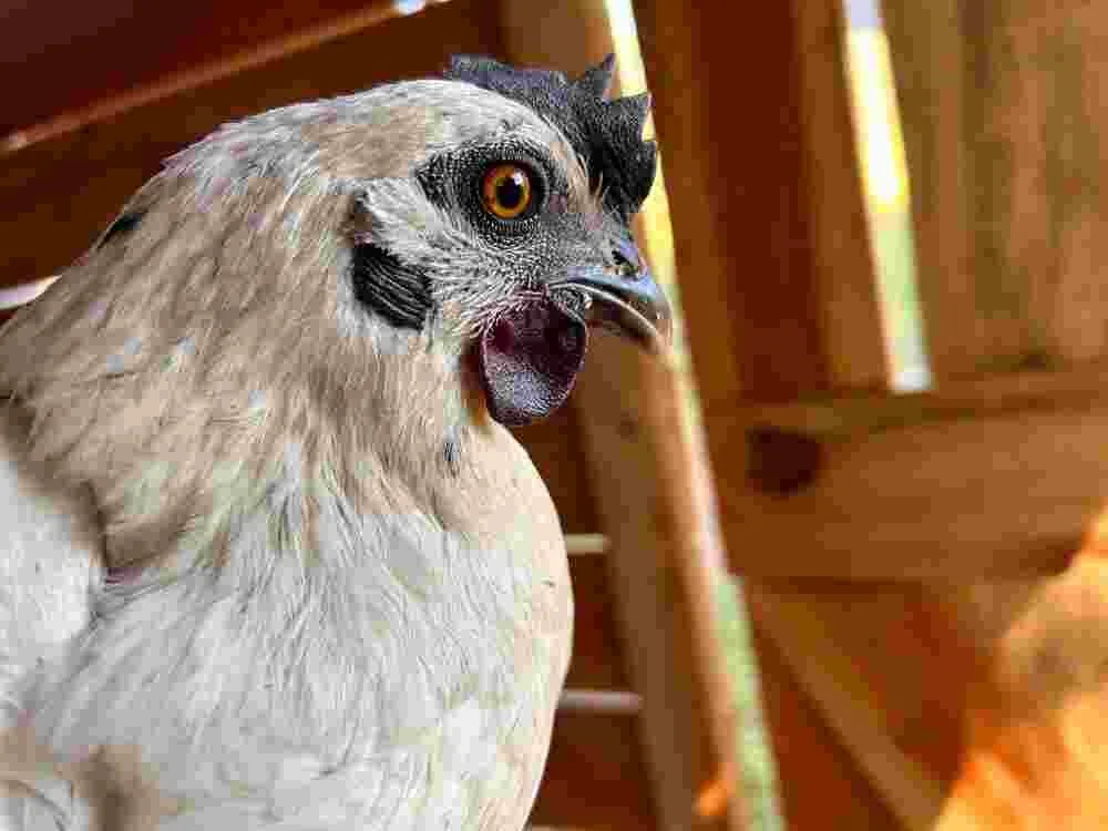 Six Zombie Chicken Eggs — The Broody Hen-